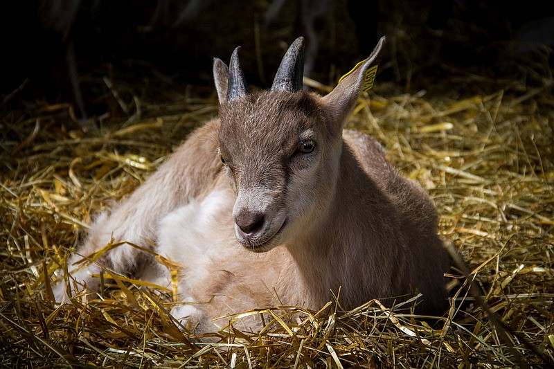 Jämtget - Breed Profile - Goat Journal